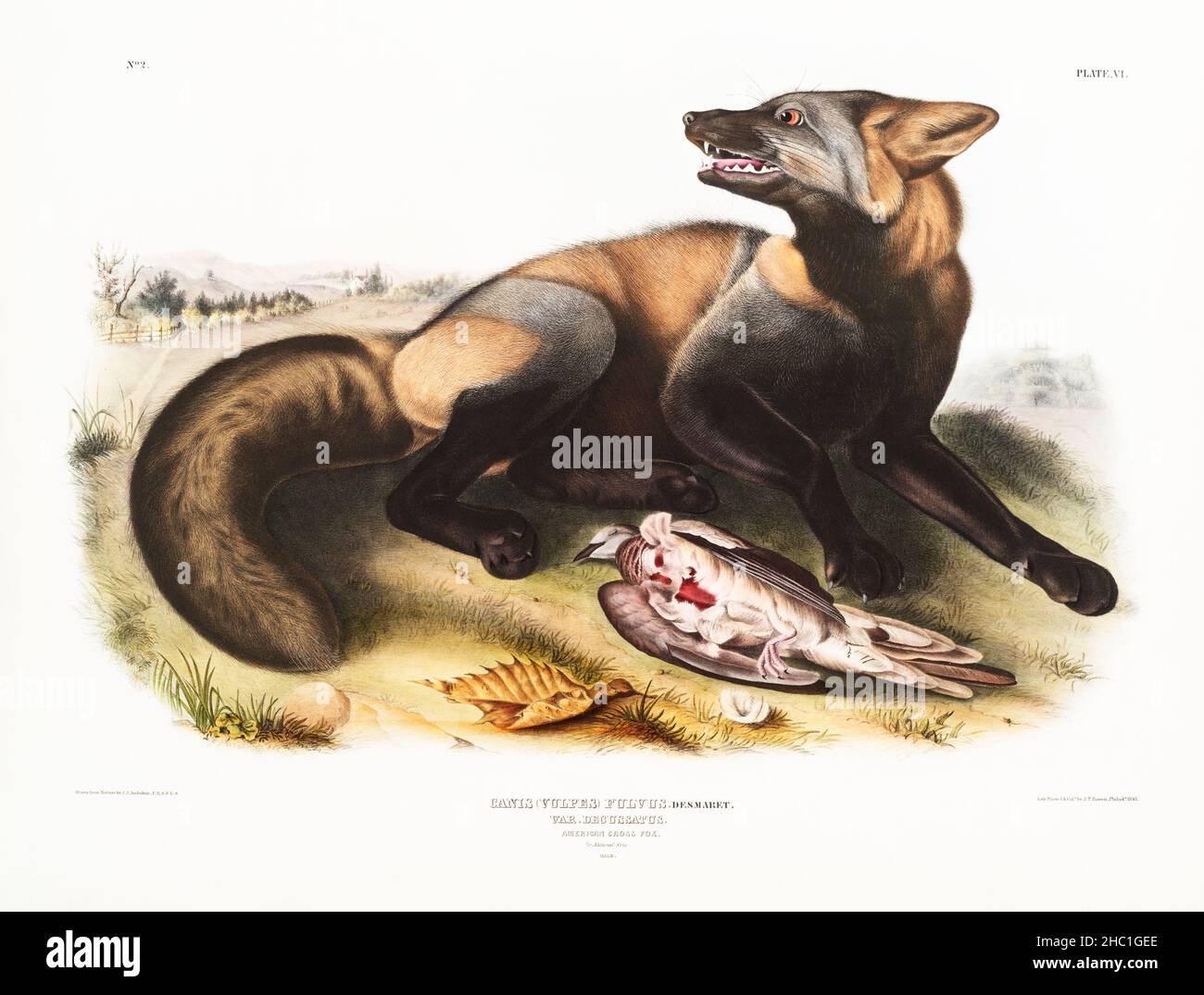 American Cross-Fox (Canis vulpes) from the viviparous quadrupeds of ...