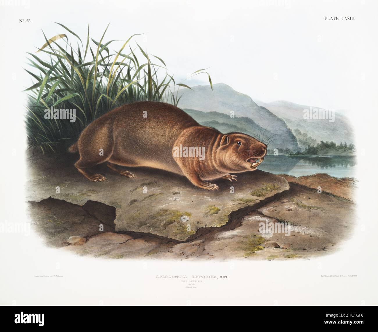 Sewellel (Aplodontia leporina) from the viviparous quadrupeds of North ...