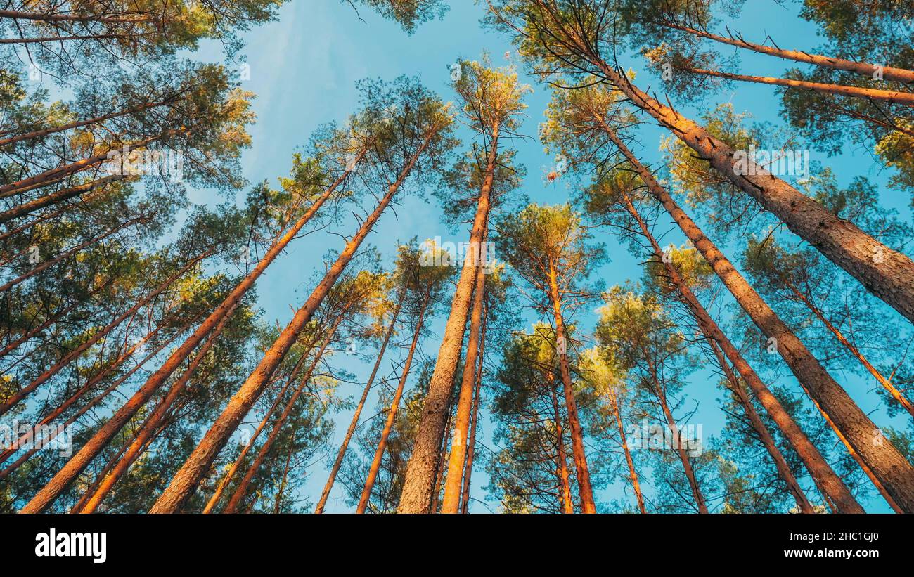 Forest Pines Trees Autumn Woods. Scenery Forest View. Pines Greenwoods ...