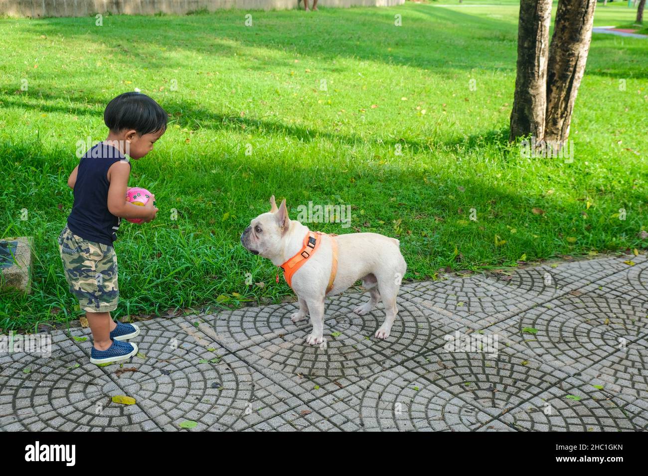 Little boy playing with dog on green grass park outdoor relax of kid ...