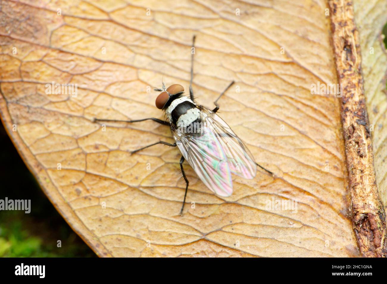 Black and white band fly species, Satara, Maharashtra, India Stock ...