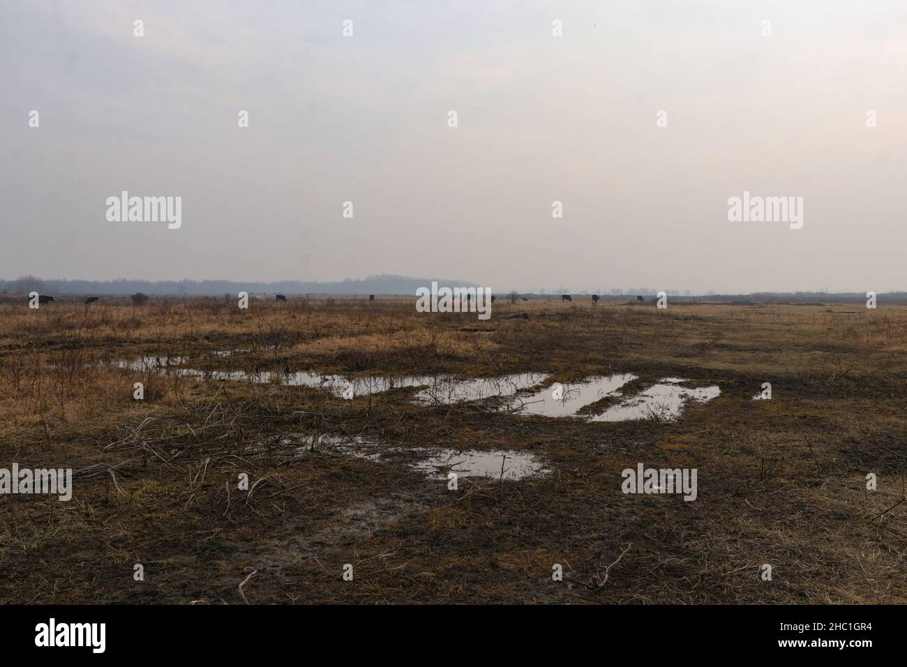 Srinagar, Jammu and Kashmir, India. 23rd Dec, 2021. A view of devastated Hoksar wetland which is ...