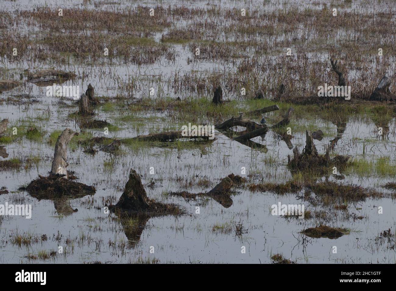 Srinagar, Jammu and Kashmir, India. 23rd Dec, 2021. A devastated view of Hoksar wetland which is ...