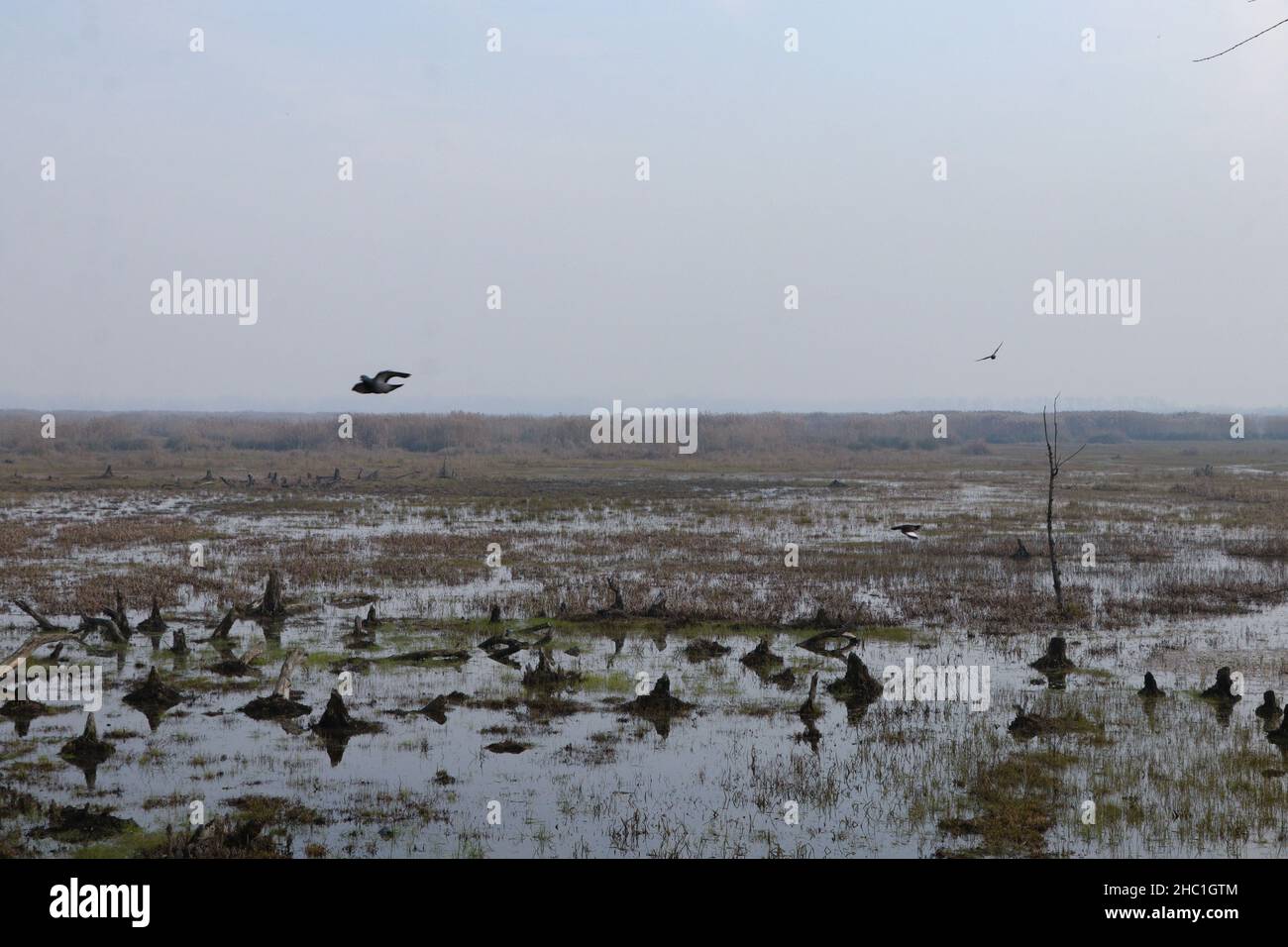 Srinagar, Jammu and Kashmir, India. 23rd Dec, 2021. A devastated view of Hoksar wetland which is ...