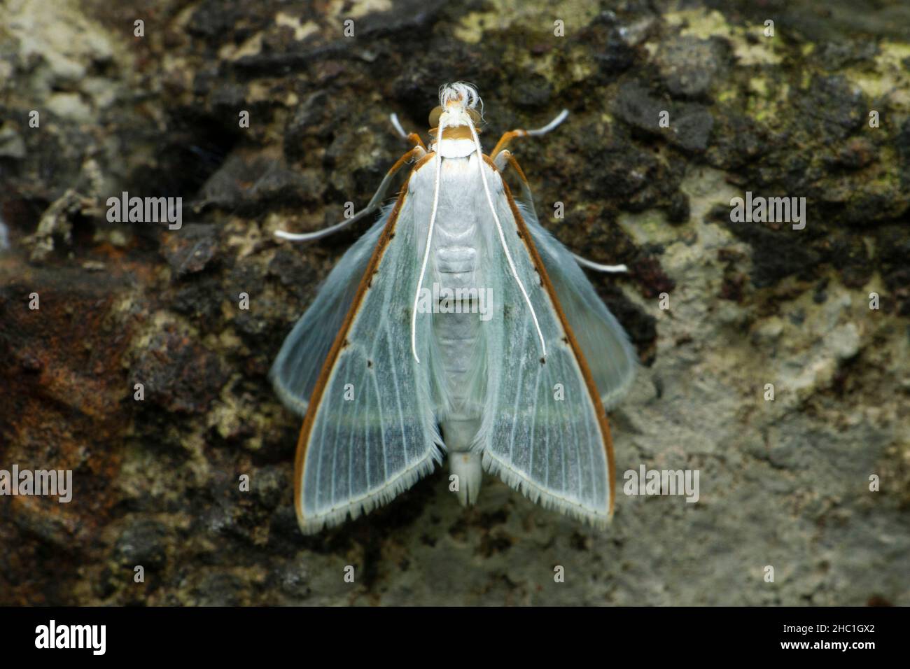 Common olive wing butterfly hi-res stock photography and images - Alamy