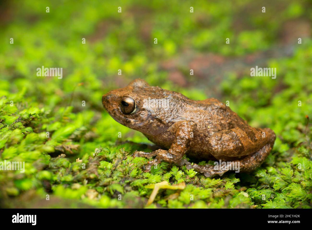 Indian shrub frog hi-res stock photography and images - Alamy
