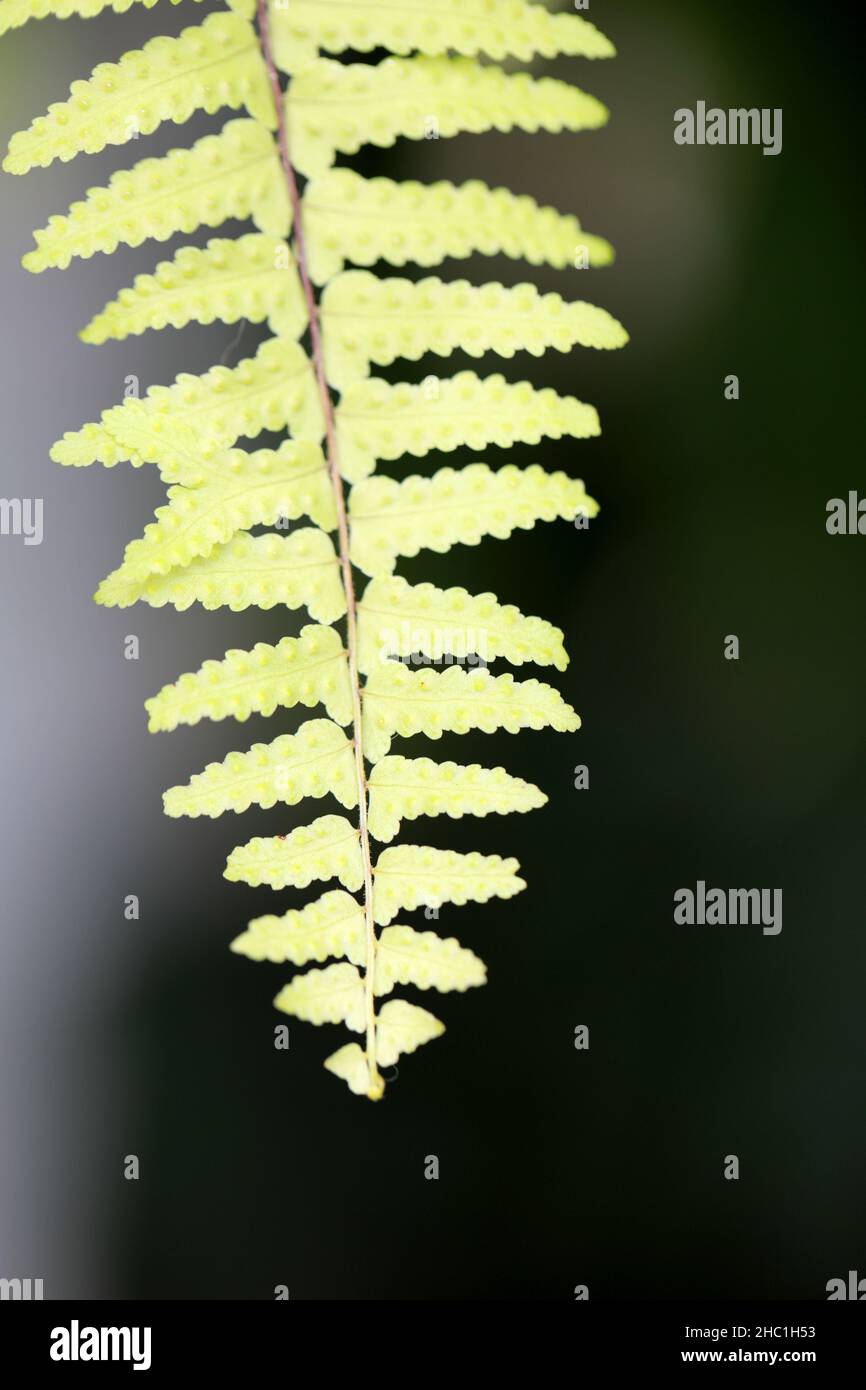 The macro photography of fern leaf Stock Photo - Alamy
