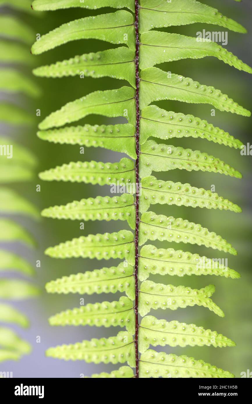 The macro photography of fern leaf Stock Photo - Alamy