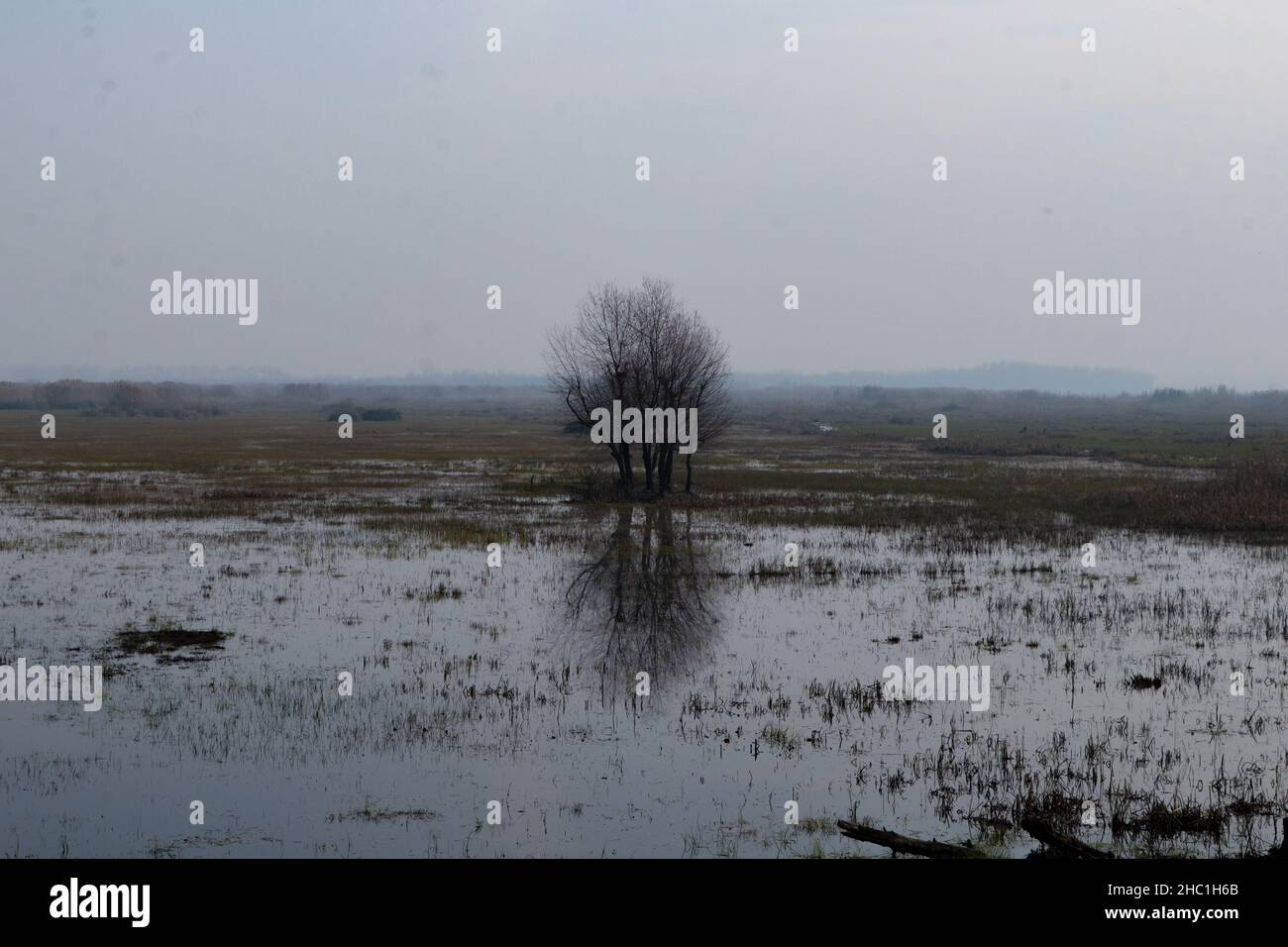Srinagar, Jammu and Kashmir, India. 23rd Dec, 2021. A devastated view of Hoksar wetland which is ...