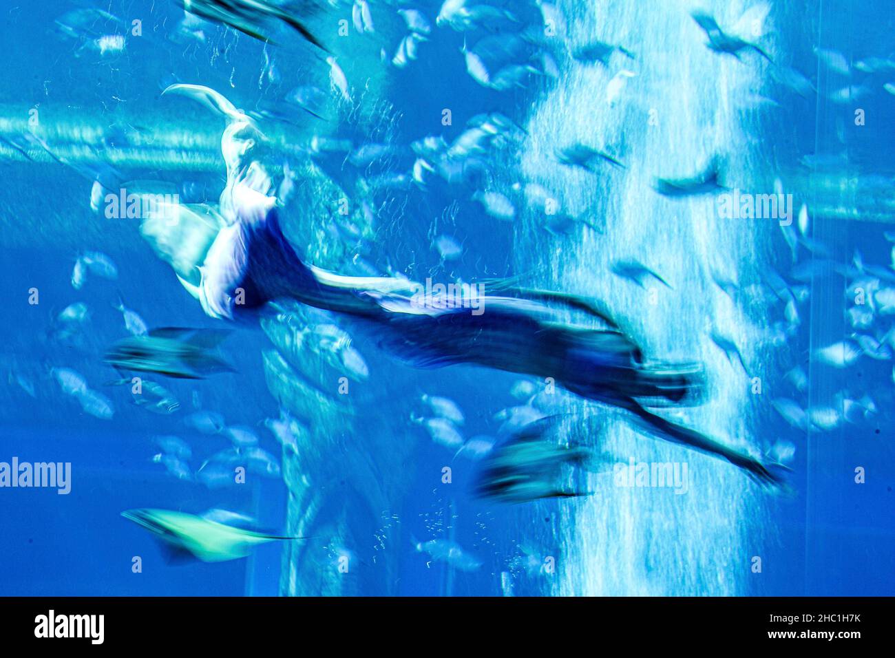 Sanya, China's Hainan Province. 22nd Dec, 2021. A contestant ...