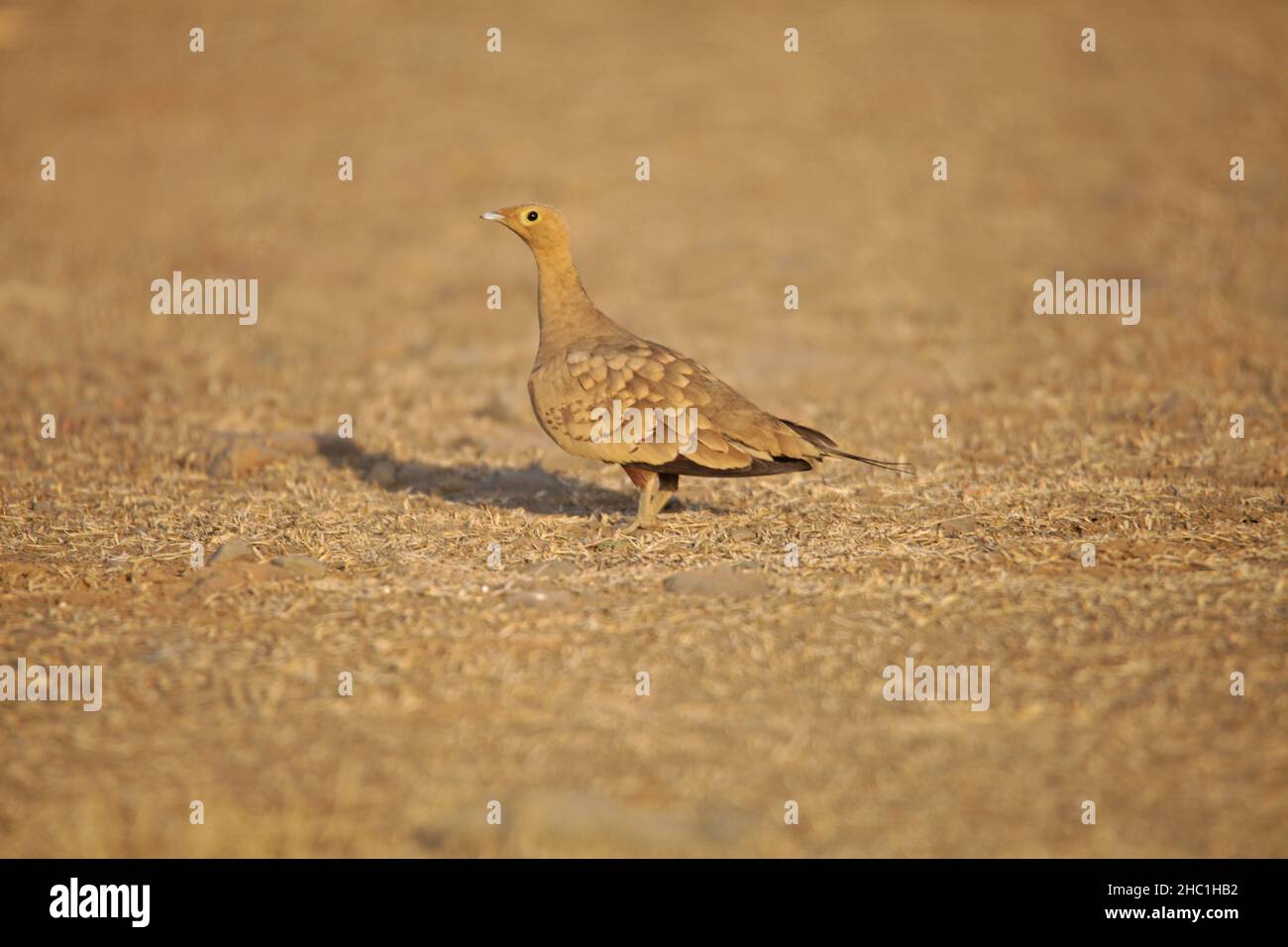 Pin-tailed sandgrouse, Pterocles alchata, Satara, Maharashtra, India ...
