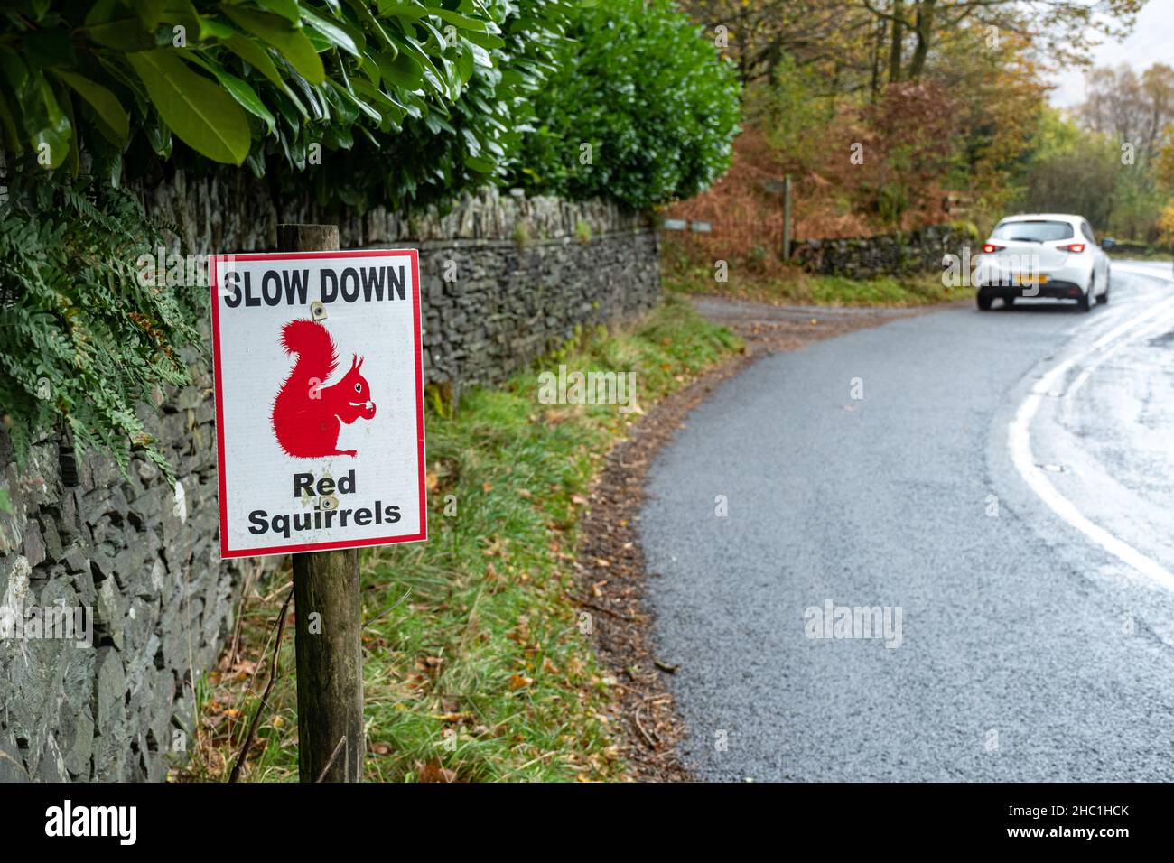 Slow down, Red Squirrels, wildlife warning sign on the road in the Lake ...