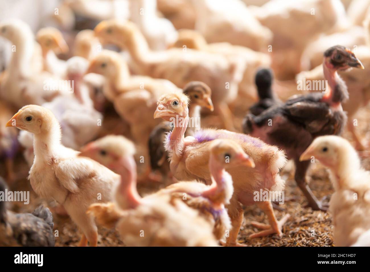 Commercial egg farming hi-res stock photography and images - Alamy