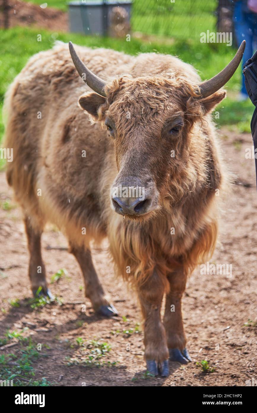 A small shaggy bull with long horns on a summer day Stock Photo - Alamy