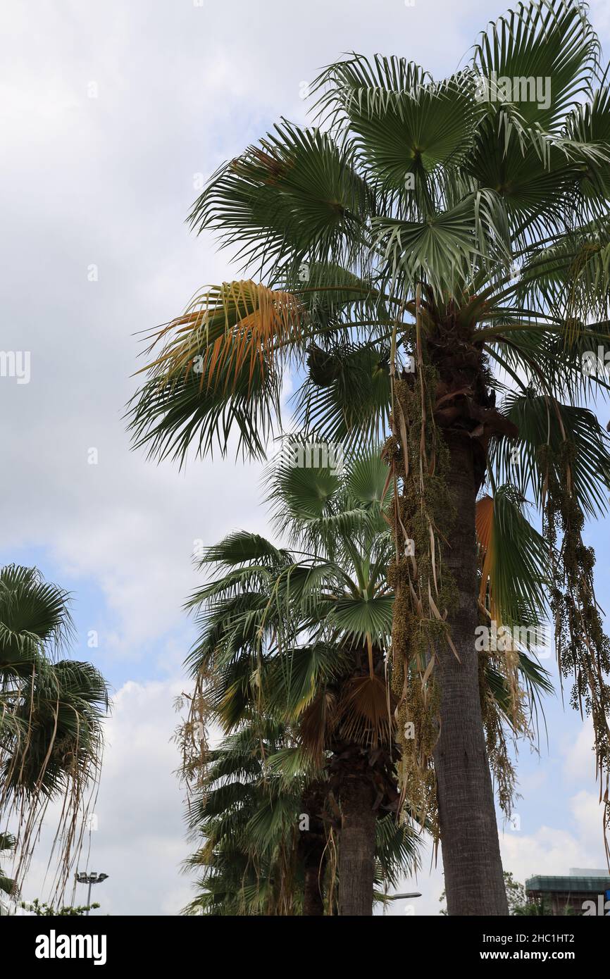 The view of palm trees in the summer season Stock Photo - Alamy