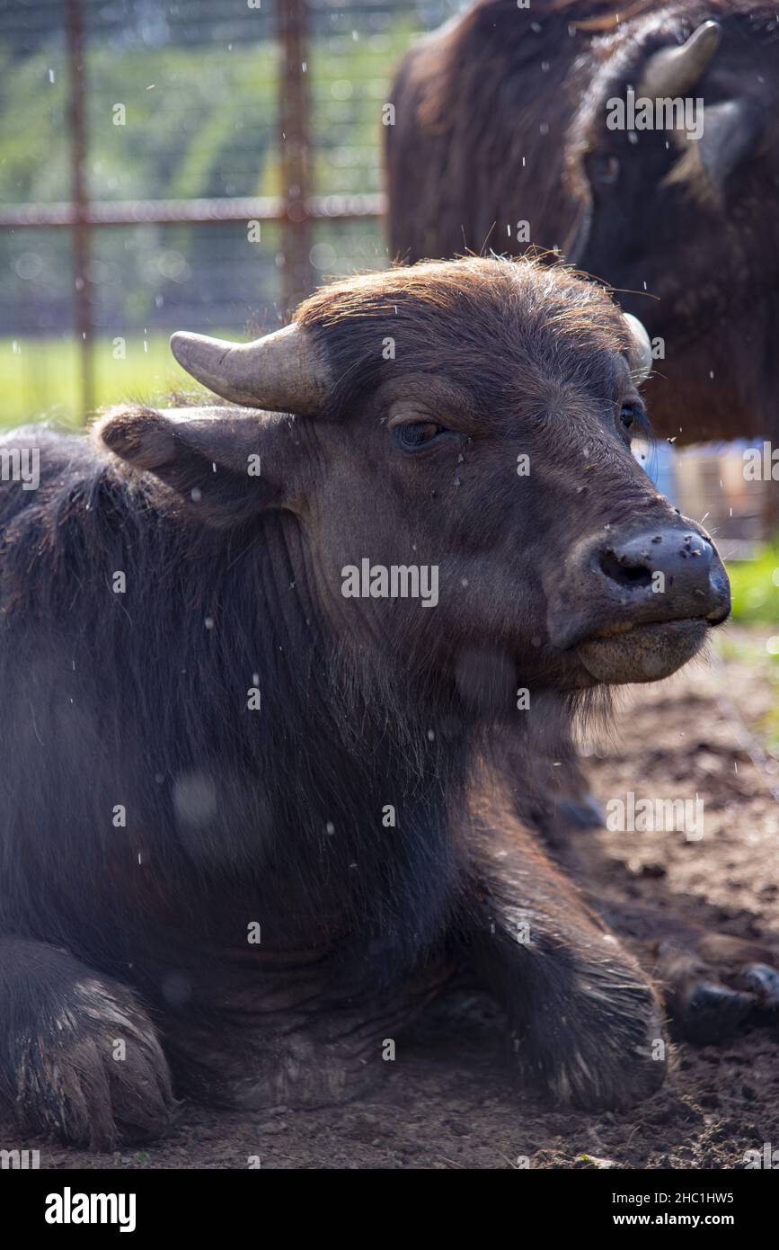 A young bull lies on the ground on an eco-farm Stock Photo - Alamy