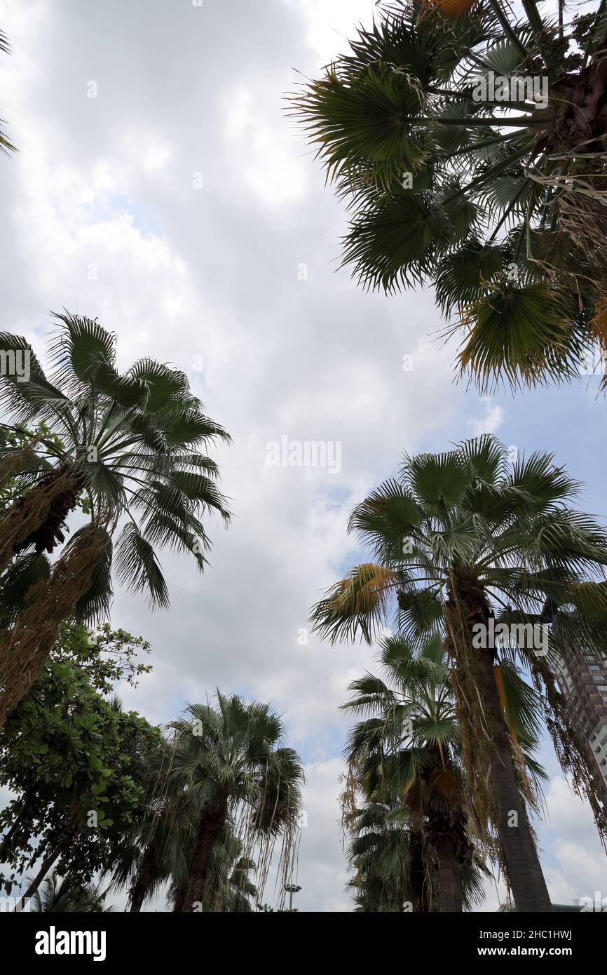 The view of palm trees in the summer season Stock Photo - Alamy