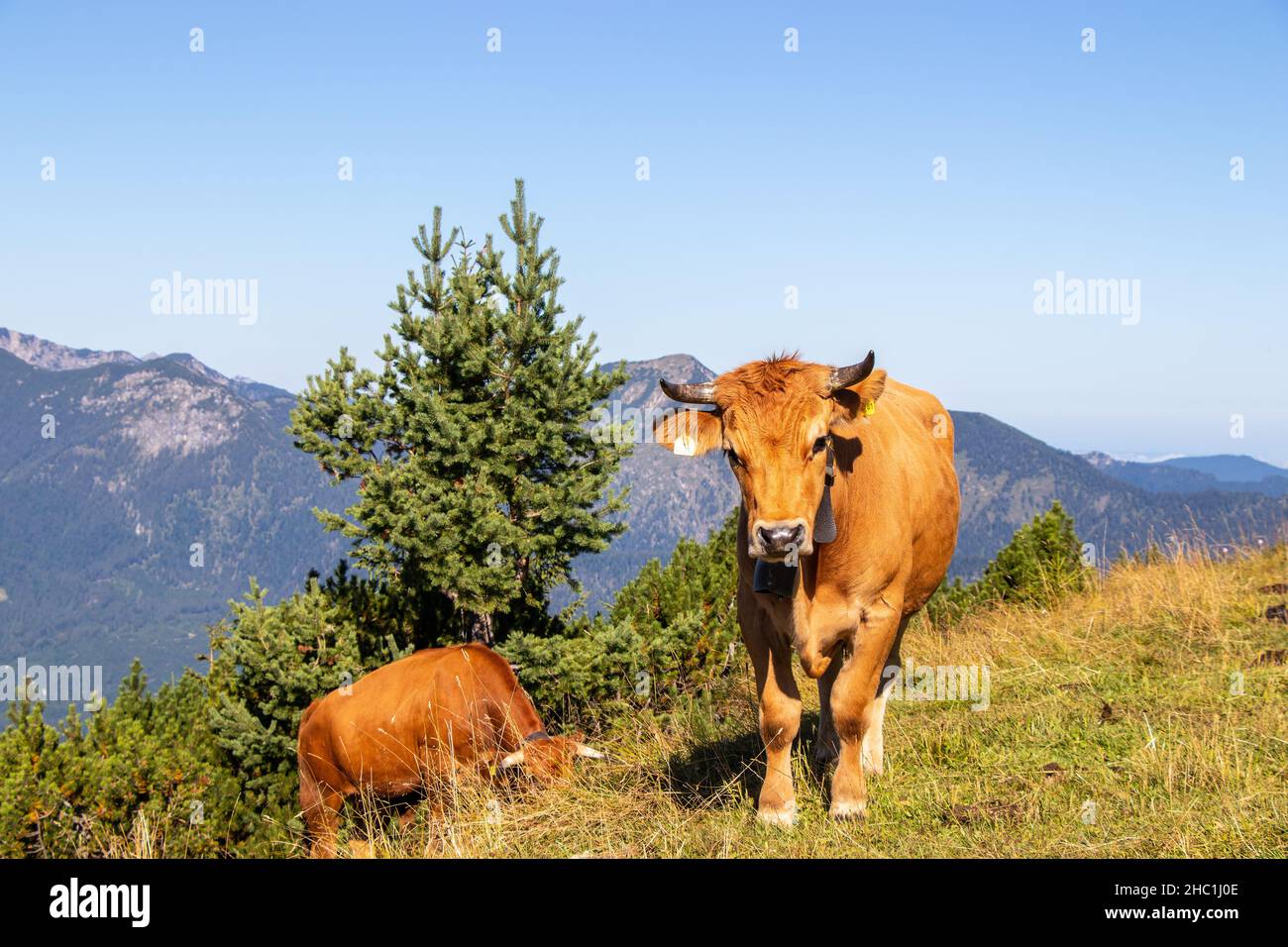Alpine ranch hi-res stock photography and images - Alamy