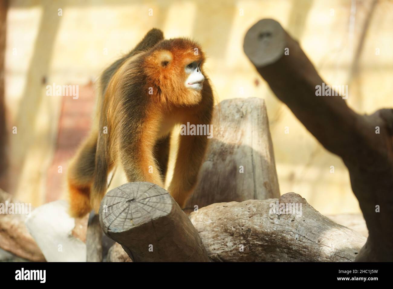 Golden snub nosed monkeys hi-res stock photography and images - Alamy