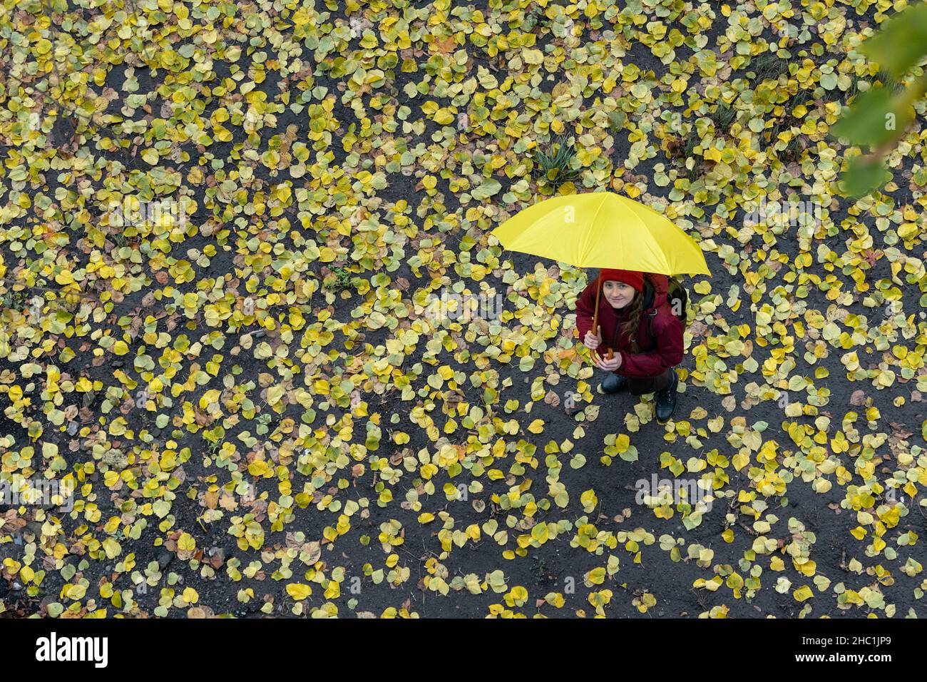 Man under large yellow umbrella walks on fallen leaves. Autumn Walk ...