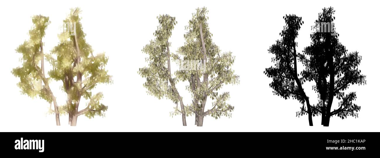 Set or collection of Common Hazel trees, painted, natural and as a ...