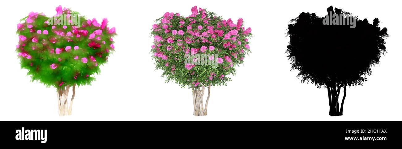 Set or collection of Crape Myrtle trees, painted, natural and as a ...