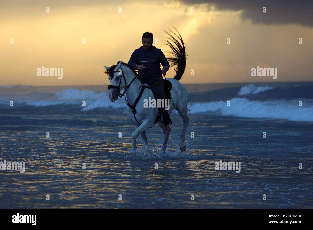 Palestinian horse hi-res stock photography and images - Alamy