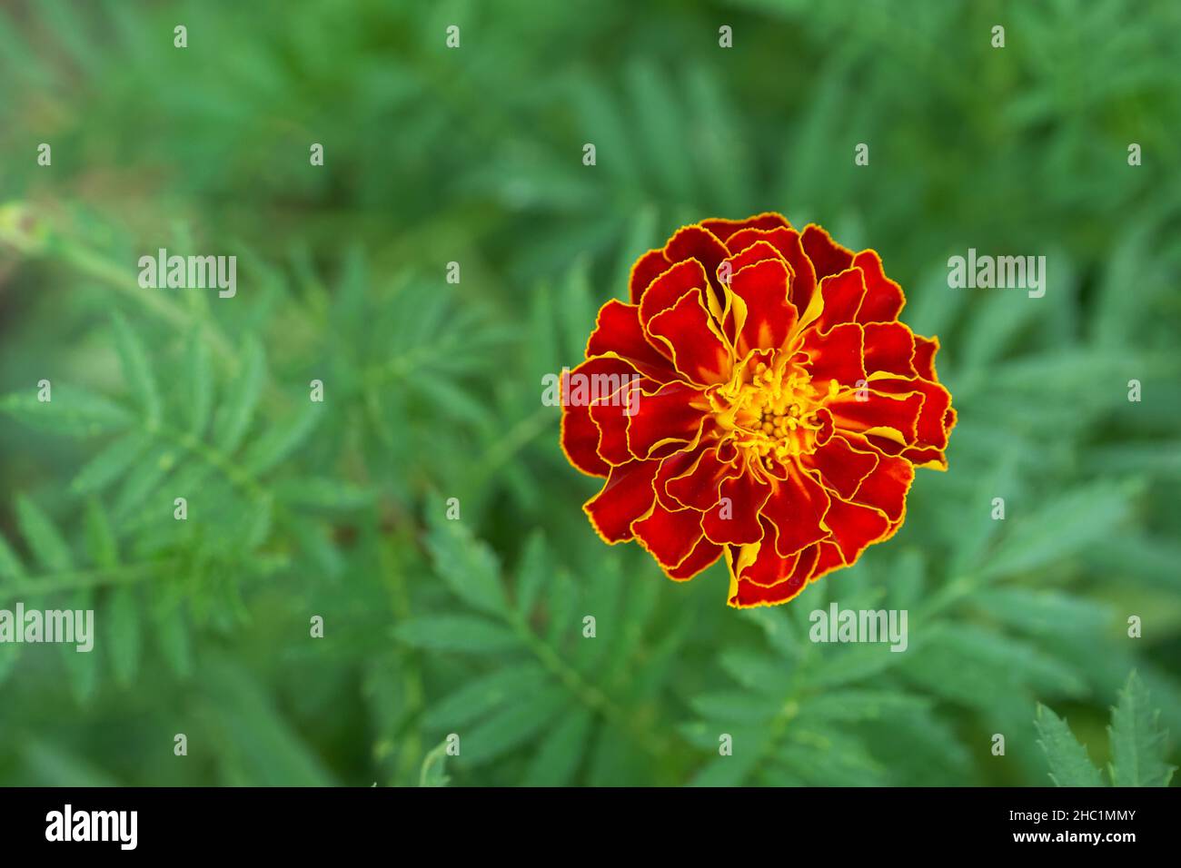 Closeup shot red marigold flower hi-res stock photography and images ...