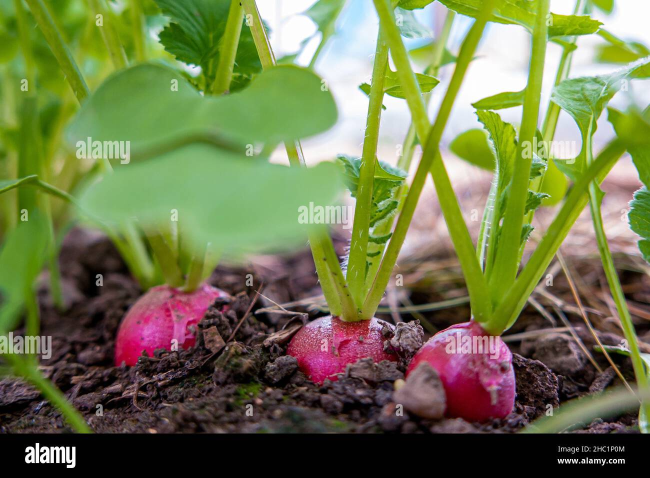 Radish. Fresh young radish grows in the ground in raw Stock Photo - Alamy