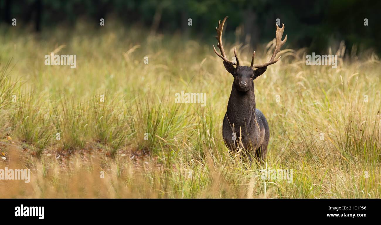 Black fallow deer hi-res stock photography and images - Alamy