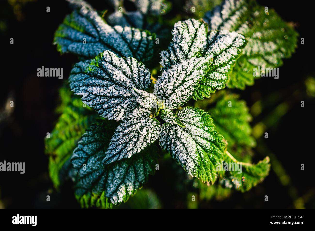 Top-down image of a nettle covered with a thin layer of frost in the ...