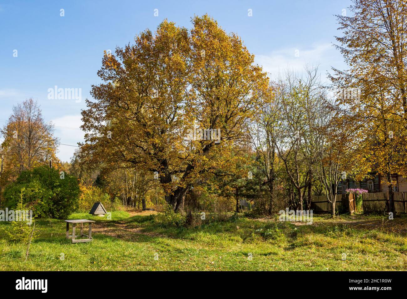 Oak tree with spreading crown hi-res stock photography and images - Alamy
