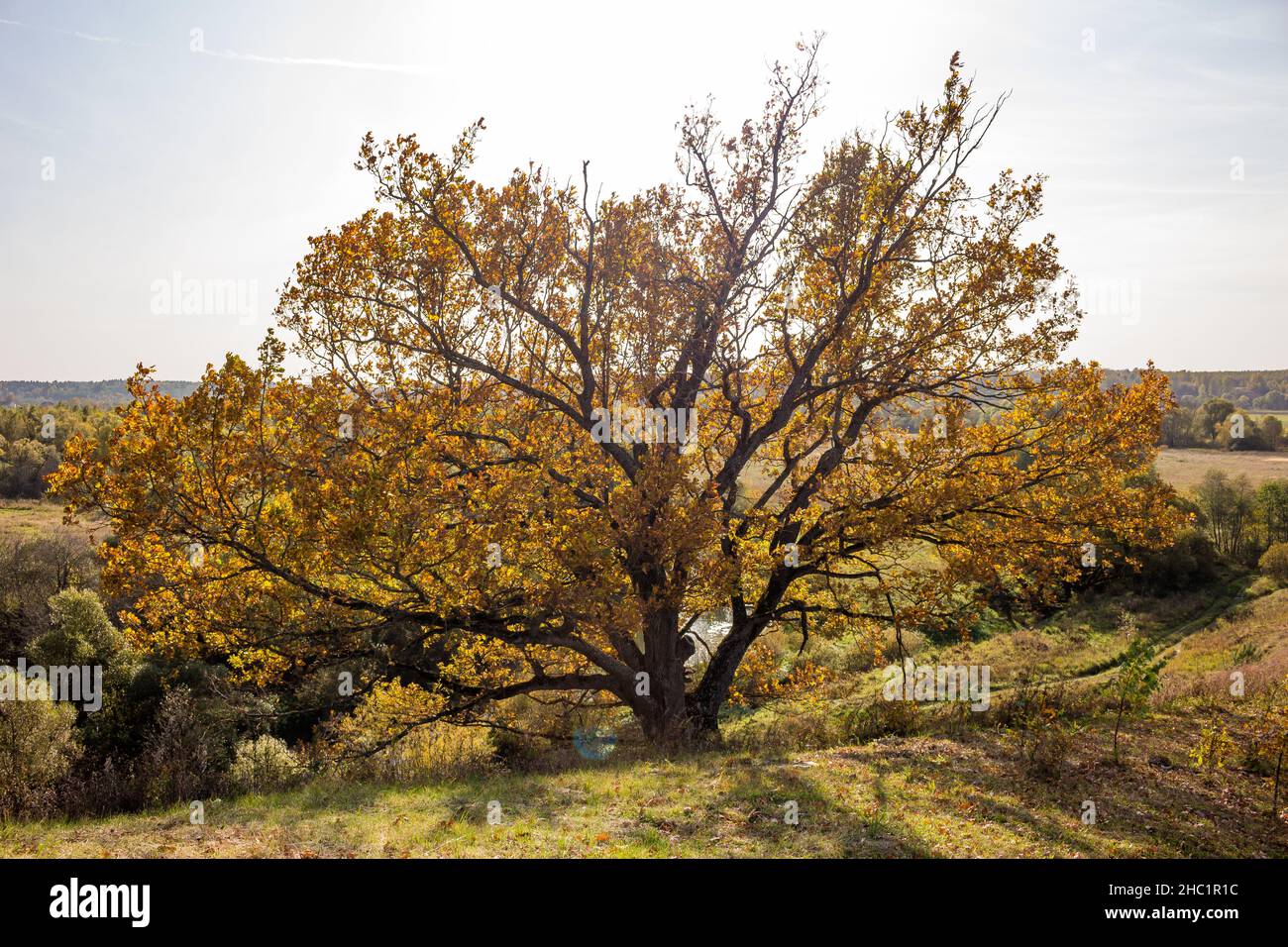 Spreading crown of an old oak tree on a picturesque slope, autumn ...