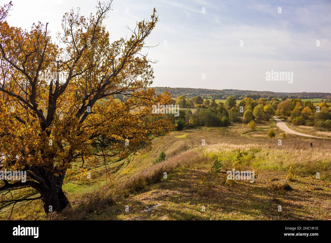 Autumn landscape with a mighty oak tree in the foreground Stock Photo ...