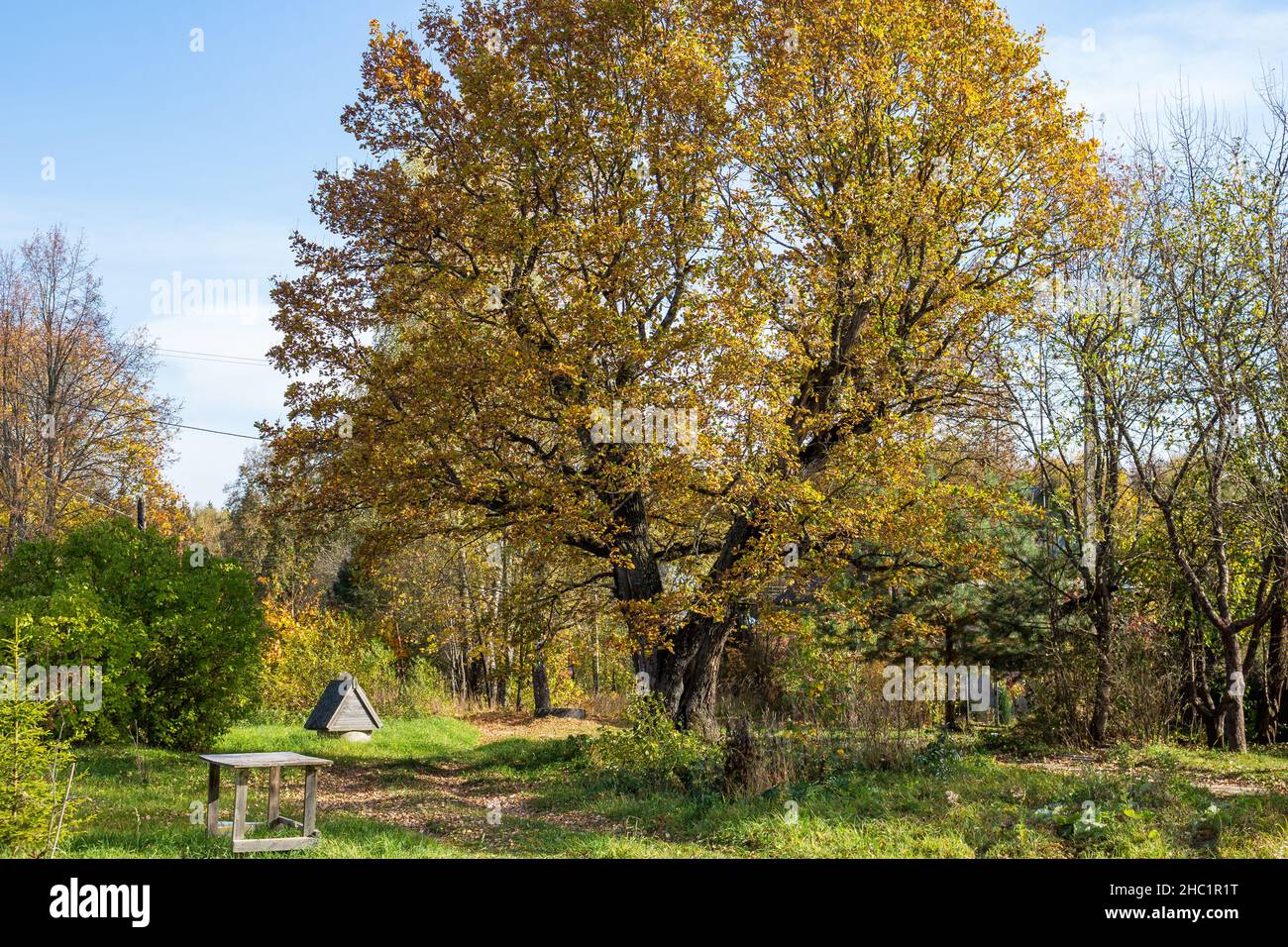 Oak tree with spreading crown hi-res stock photography and images - Alamy