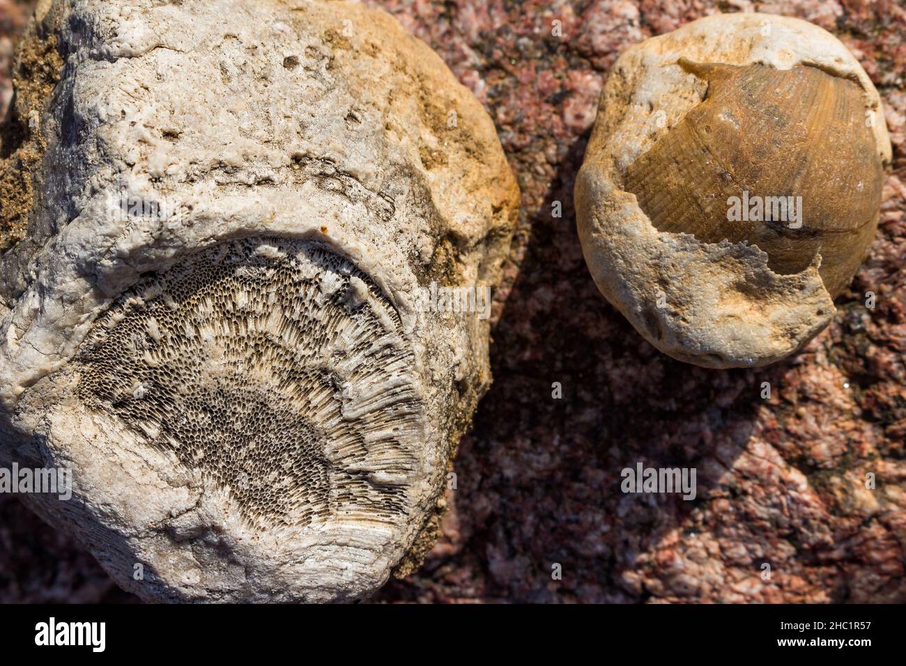Fossilized fossil animals - colonial sponge and brachiopod ...