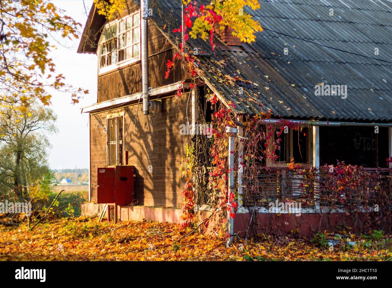 Old wooden house covered with bright vine leaves. Cozy rustic view ...