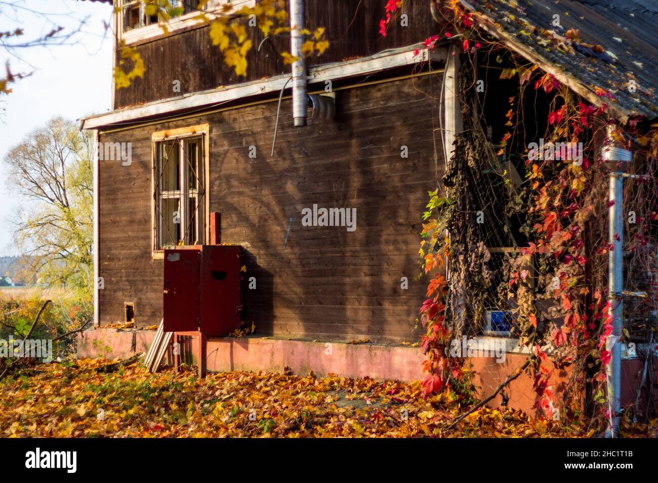 Old wooden house covered with bright vine leaves. Cozy rustic view ...