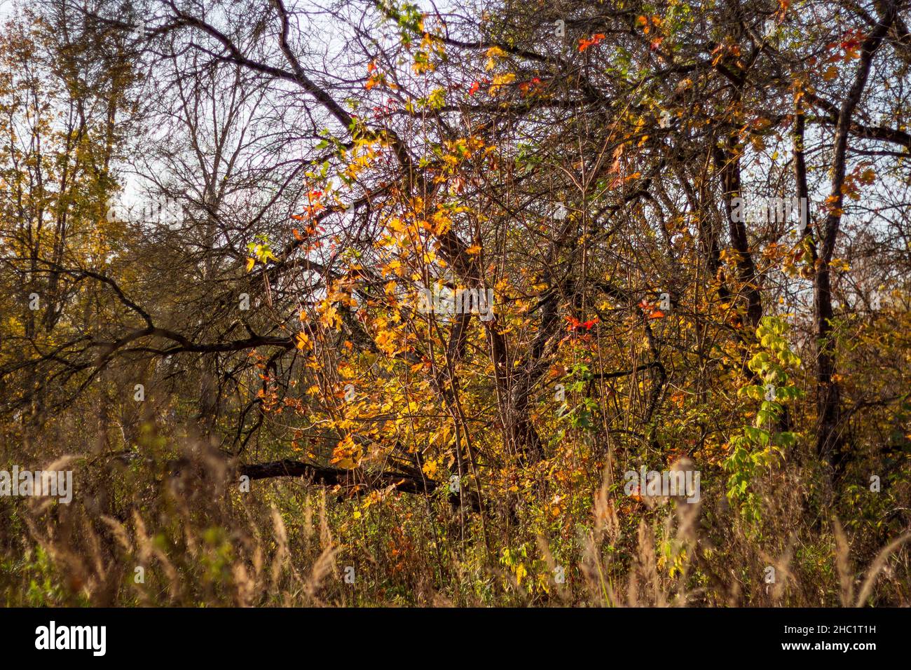 Colorful view of autumn nature, sprawling tree with yellow foliage ...