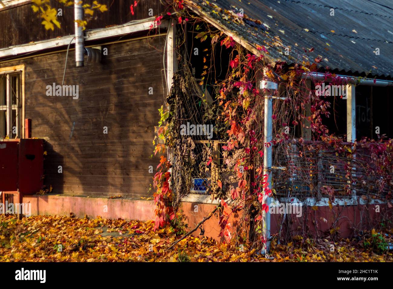 Old wooden house covered with bright vine leaves. Cozy rustic view ...