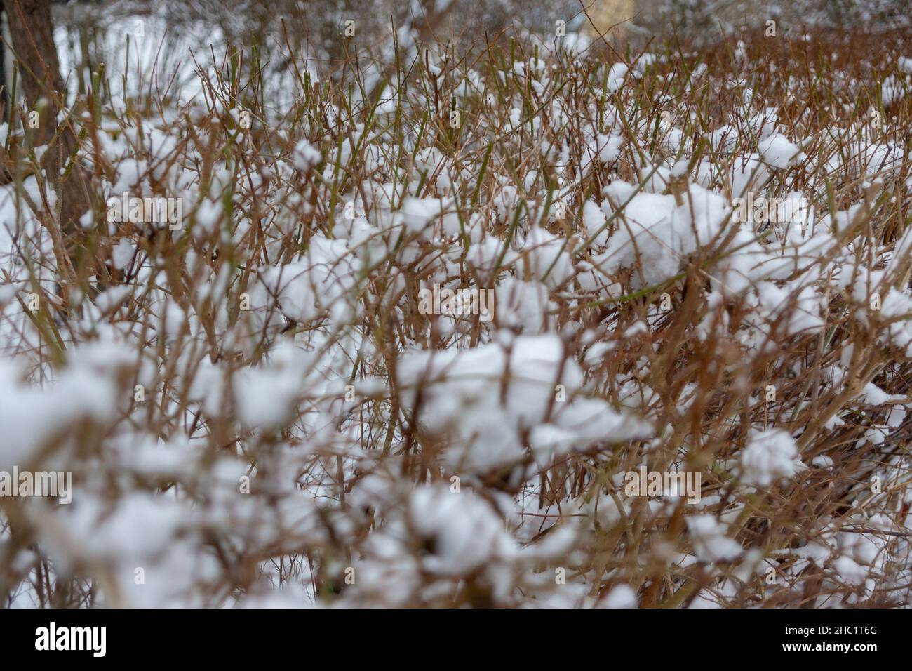 Snow covered bush. Snow flakes on the branches Stock Photo - Alamy