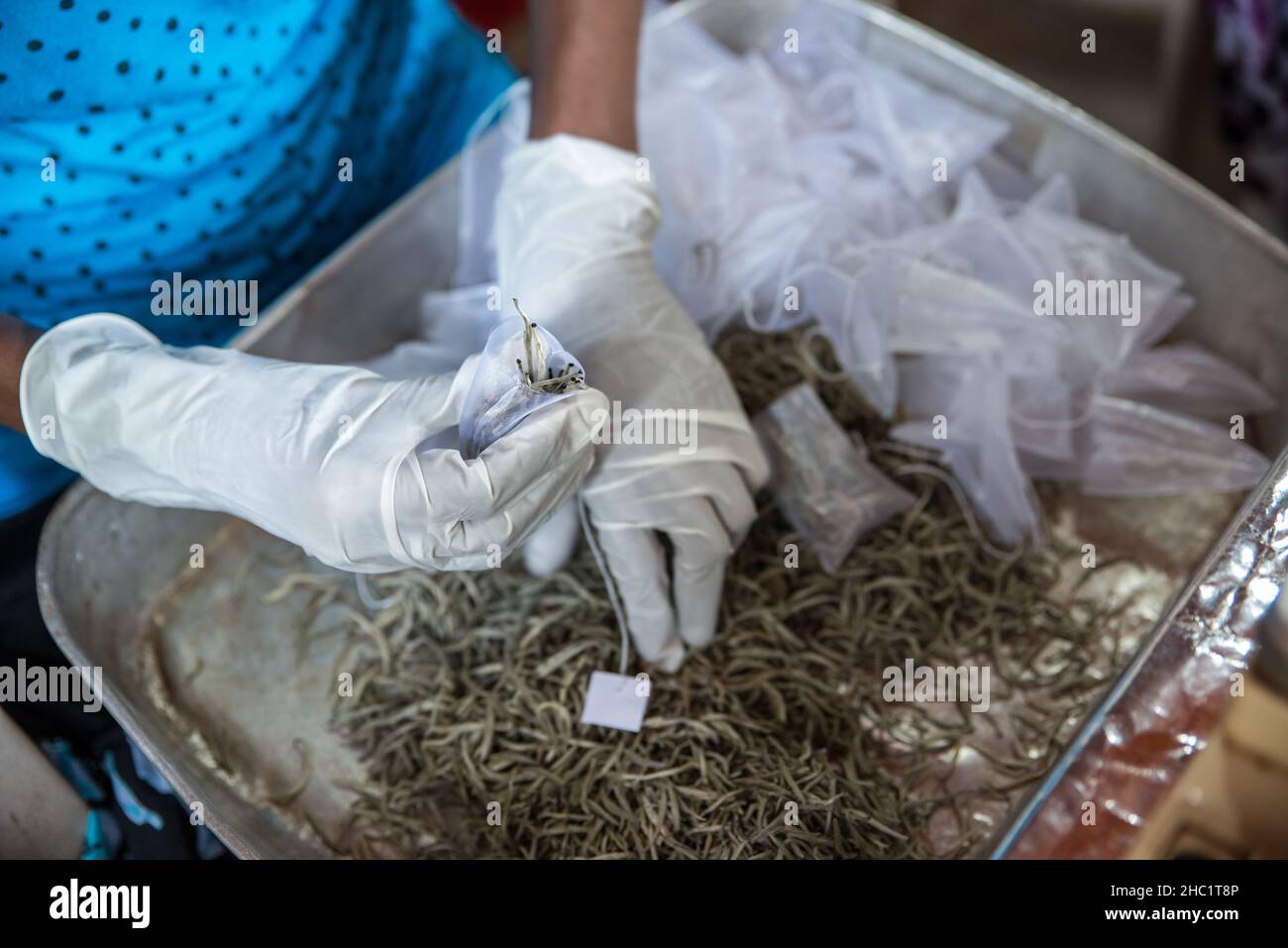Handunugoda Tea Factory, a unos kilometros de Mirissa Stock Photo - Alamy