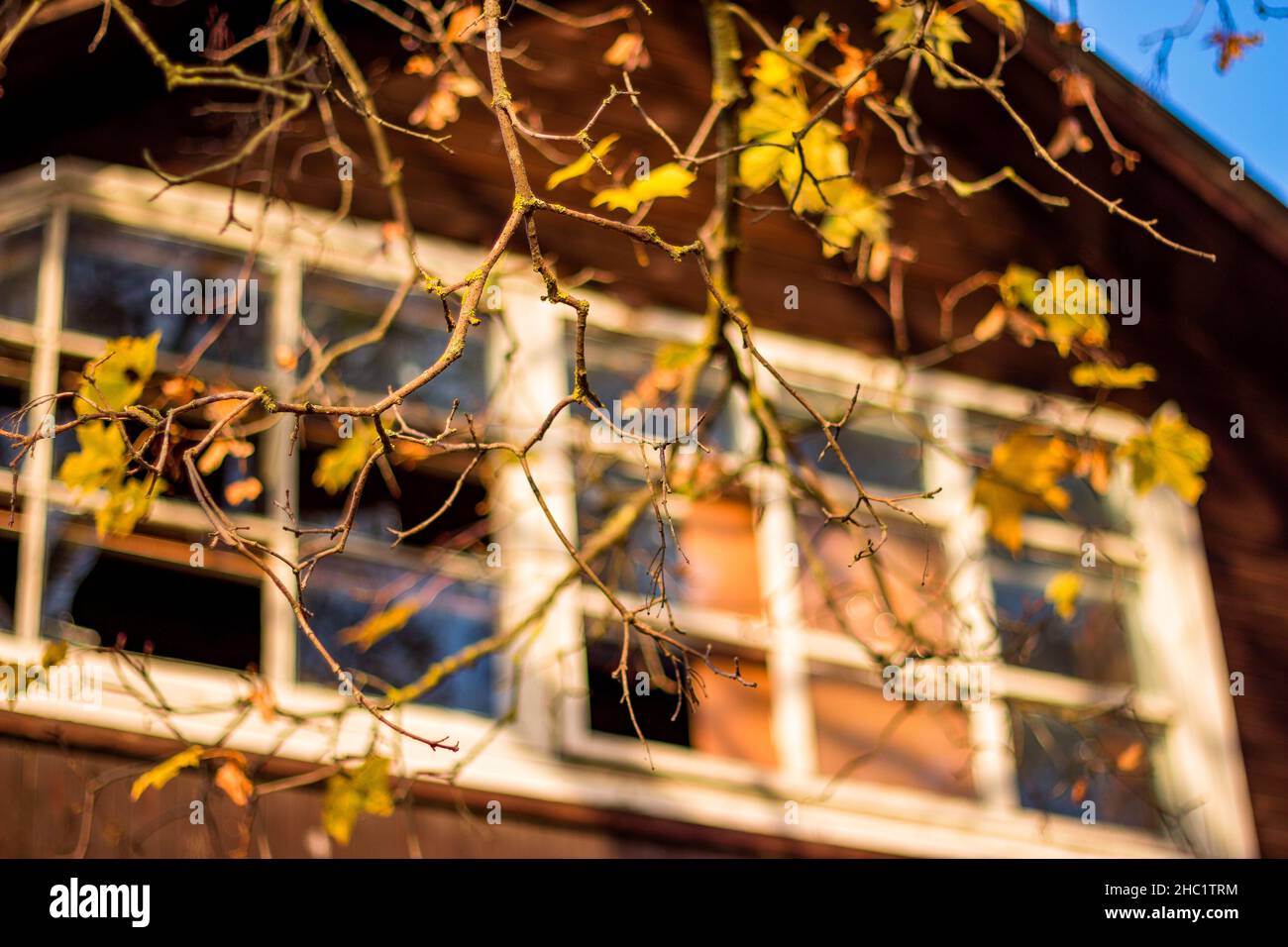 Beautiful blurred background with tree branches in the foreground and ...