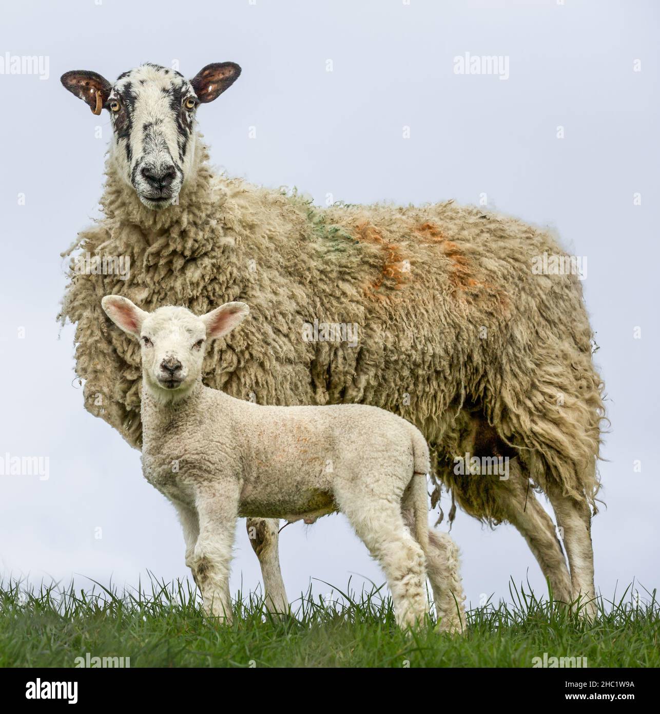 Portrait of a Swaledale mule sheep or ewe with her young lamb, looking ...