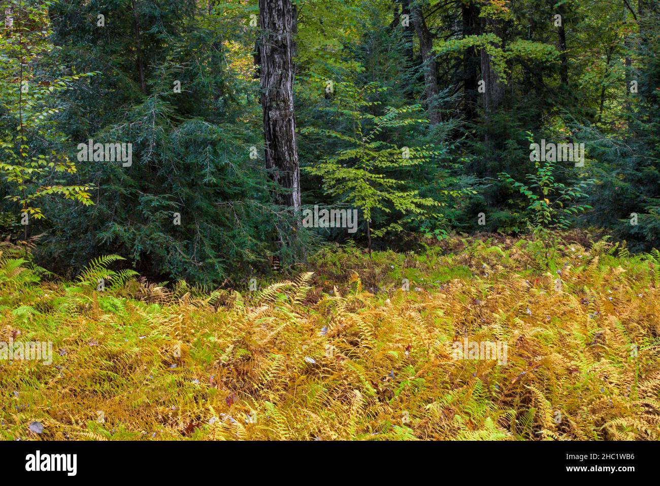 An autumn forest in Pennsylvania's Delaware State Forest, Pocono ...