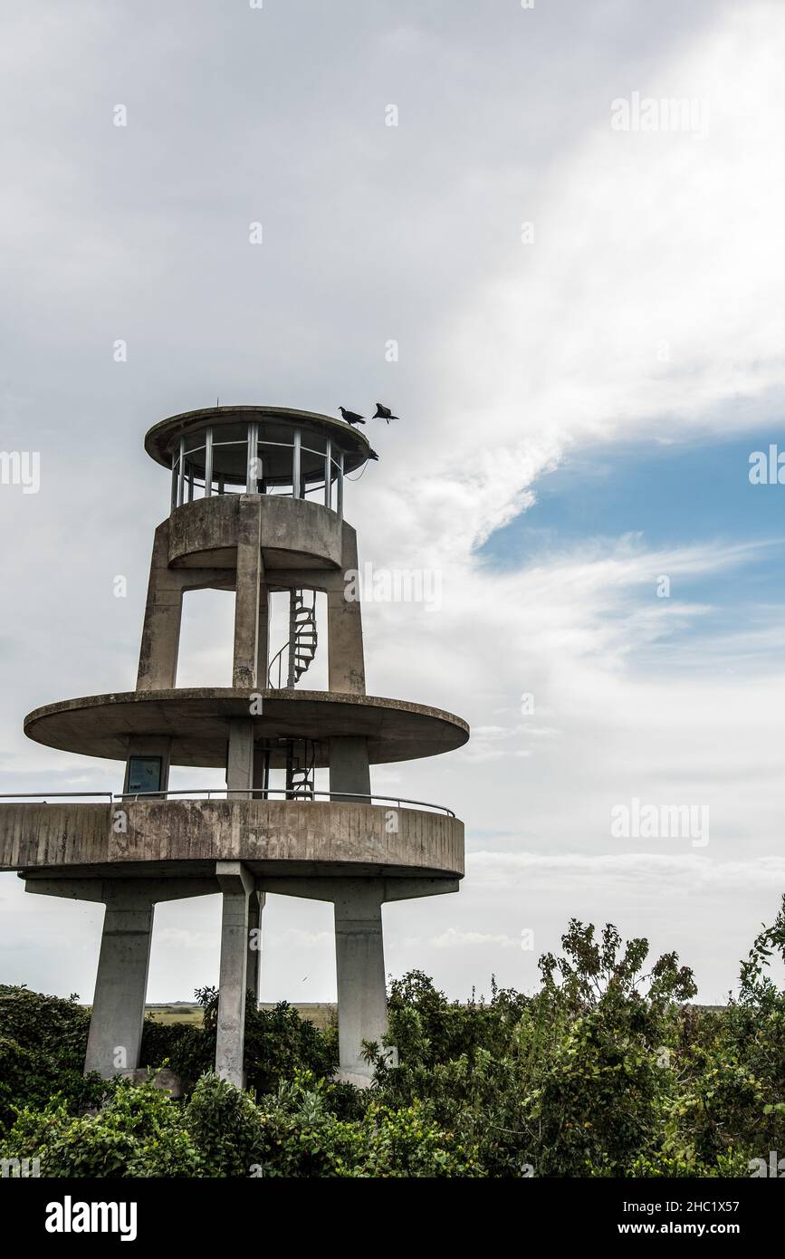 Two vultures landing on the roof of the observation tower in Shark ...