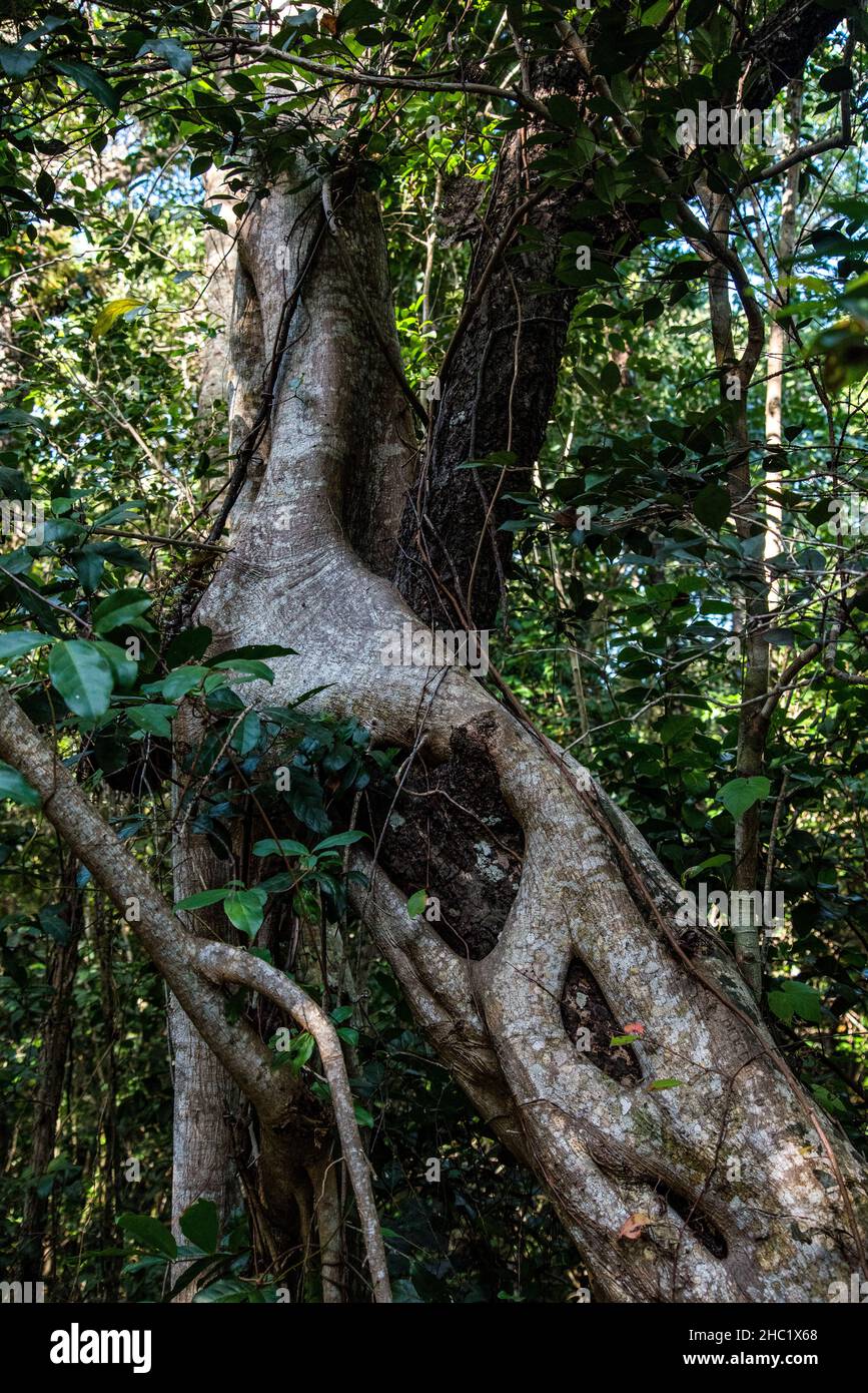 Everglades tree island hi-res stock photography and images - Alamy