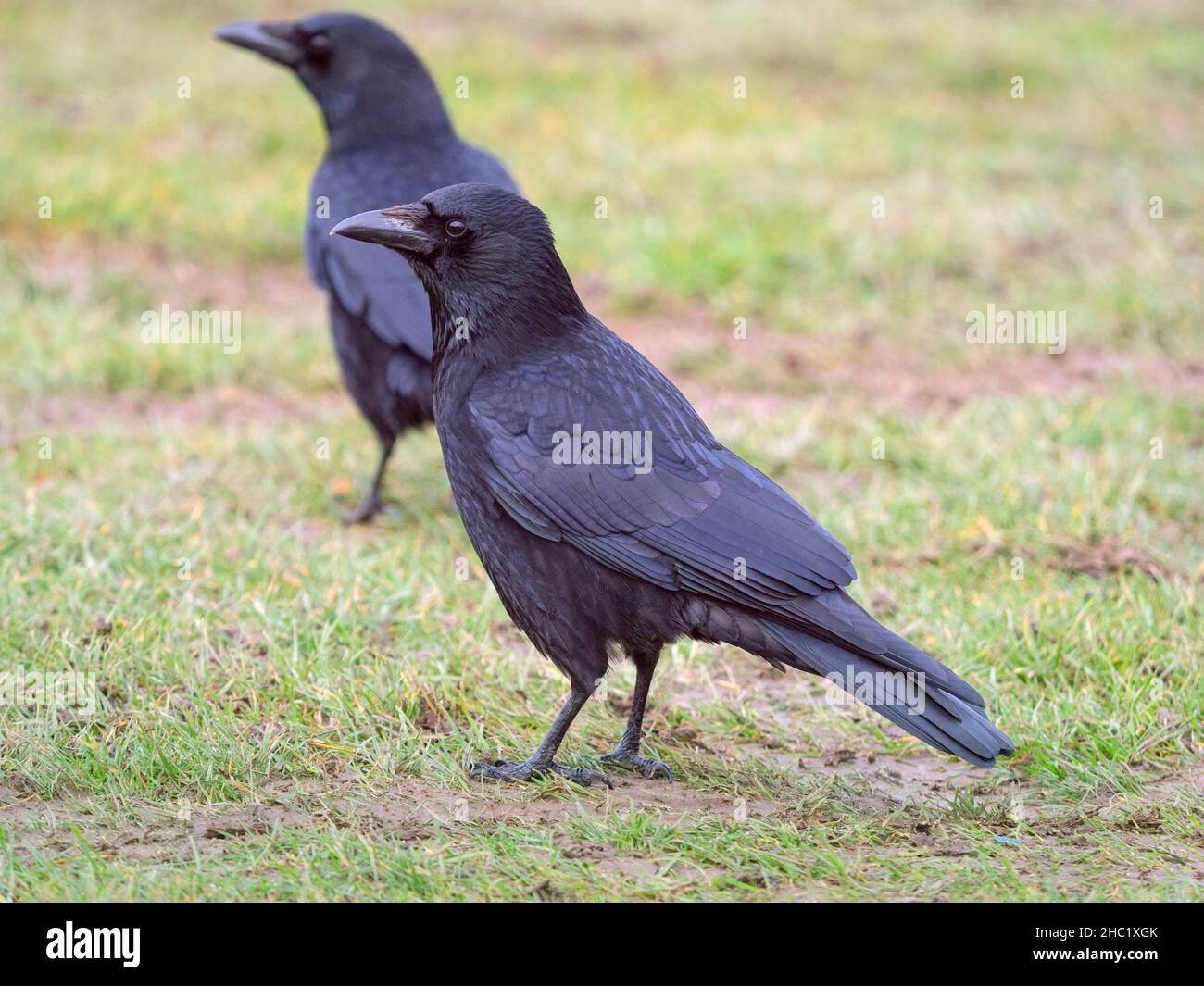 Carrion crows hi-res stock photography and images - Alamy