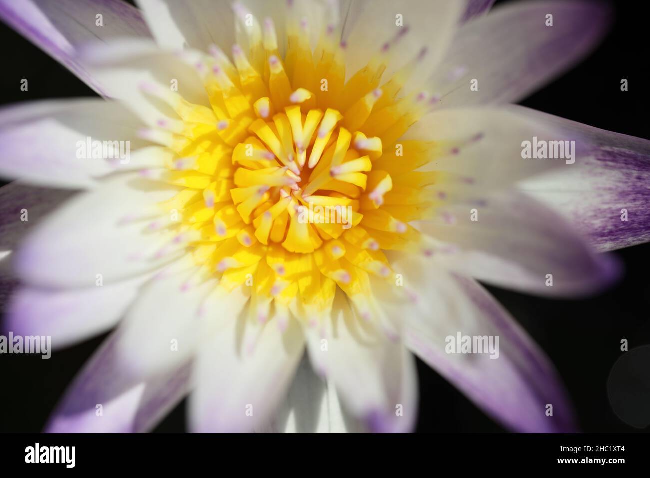 The macro picture of lotus flower Stock Photo - Alamy