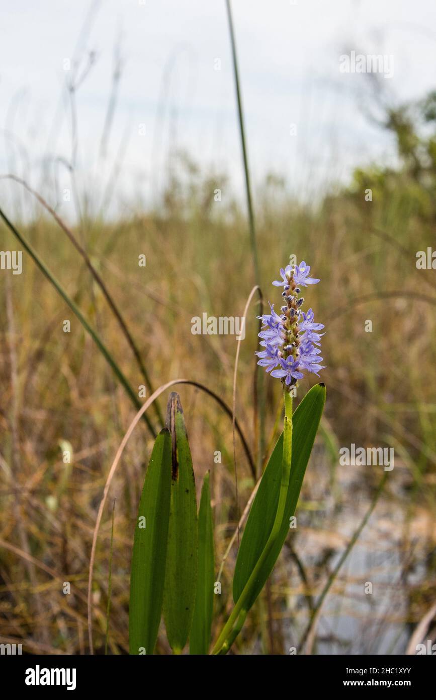 Florida swamp flower hi-res stock photography and images - Alamy